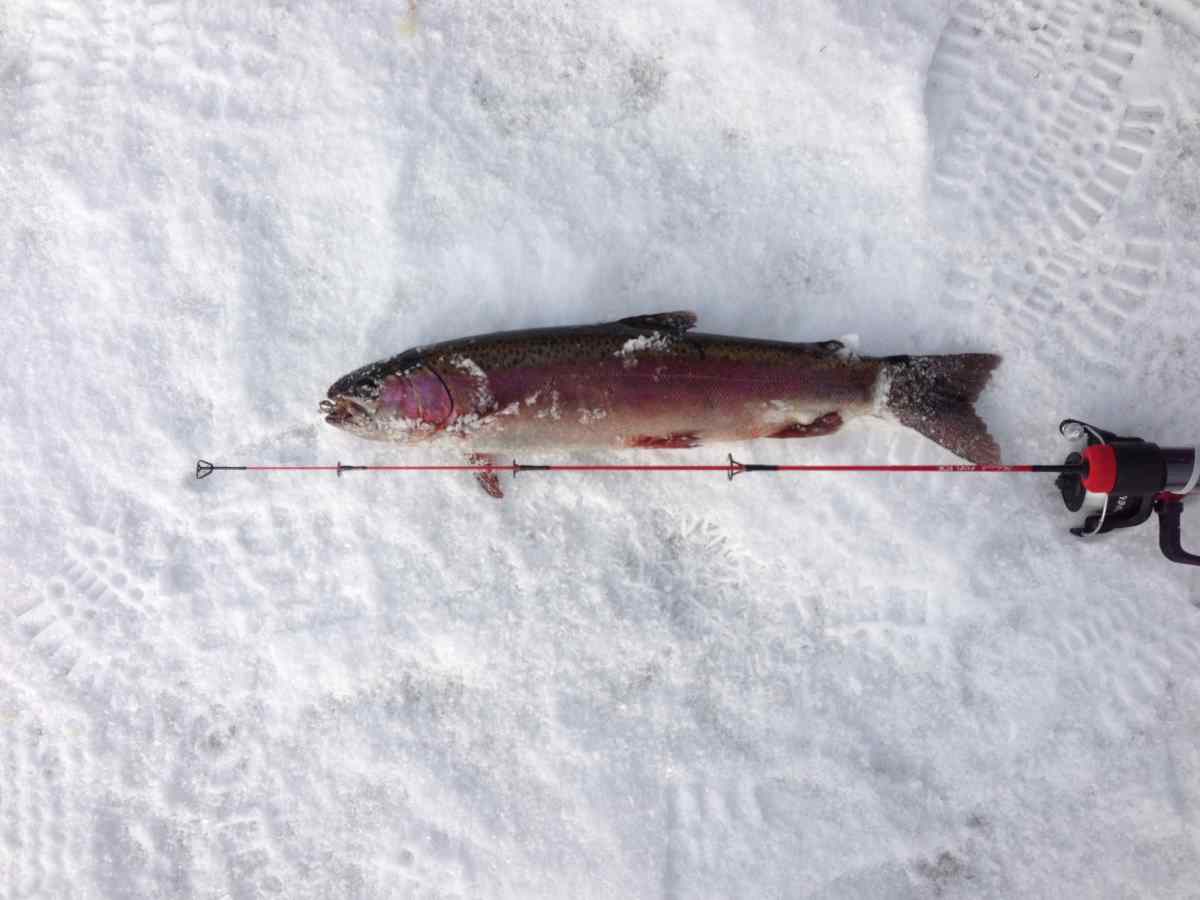 Pemberton Fish Finder Review - BC Fishing Reports