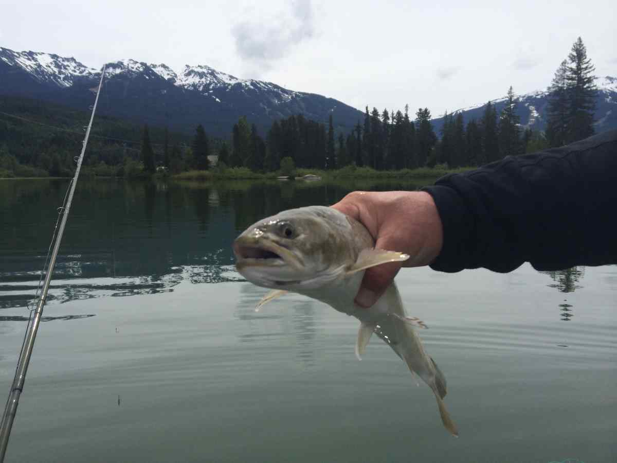 Fly fishing Green lake Whistler BC