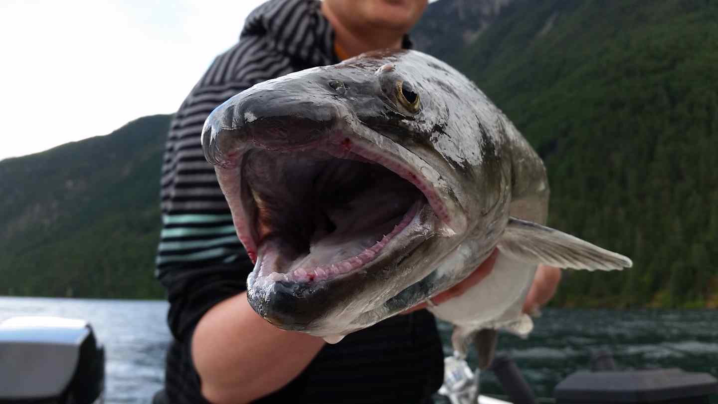 Fishing Big Bull Trout in BC Canada