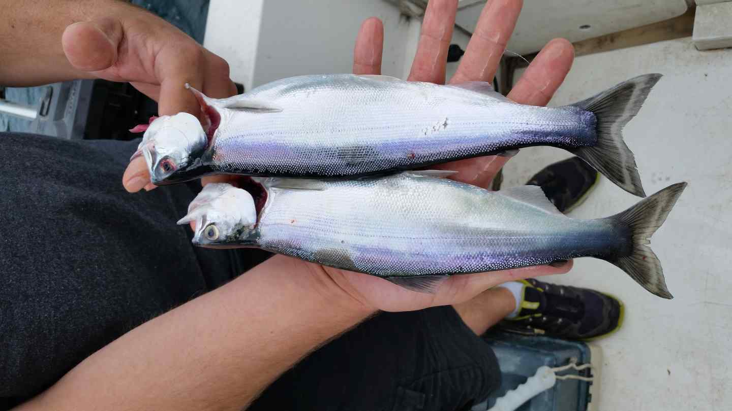 Best Freshwater fishing in British Columbia Anderson Lake