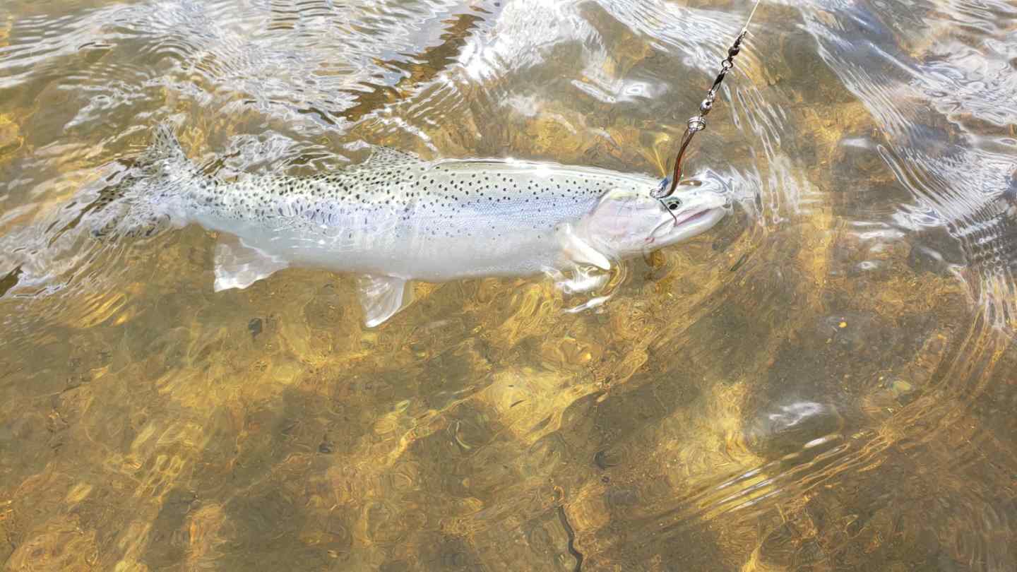 Steelhead and Coastal Cutthroat Trout Fly Fishing Trips BC Canada