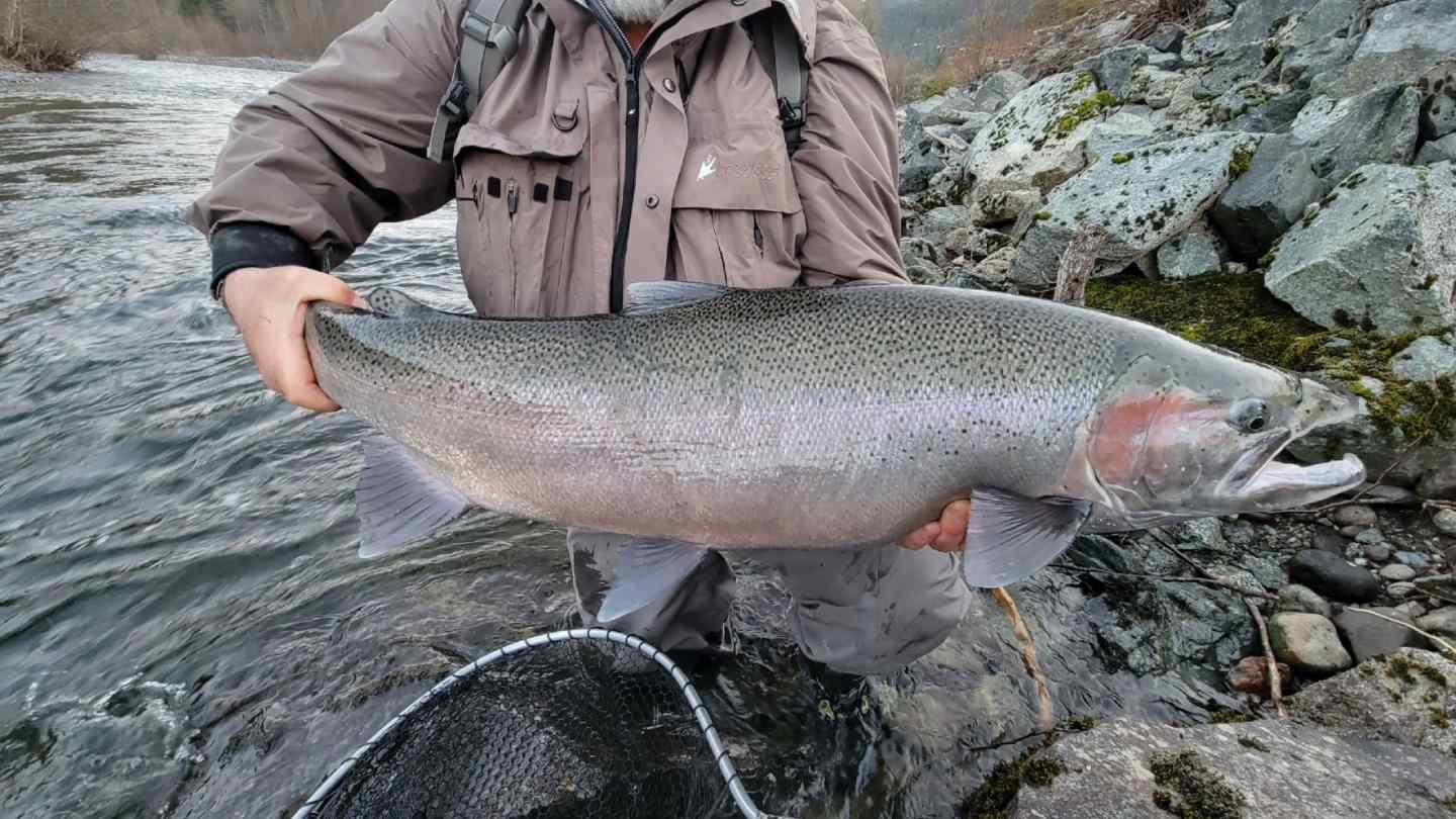 Steelhead Fishing in British Columbia, Canada